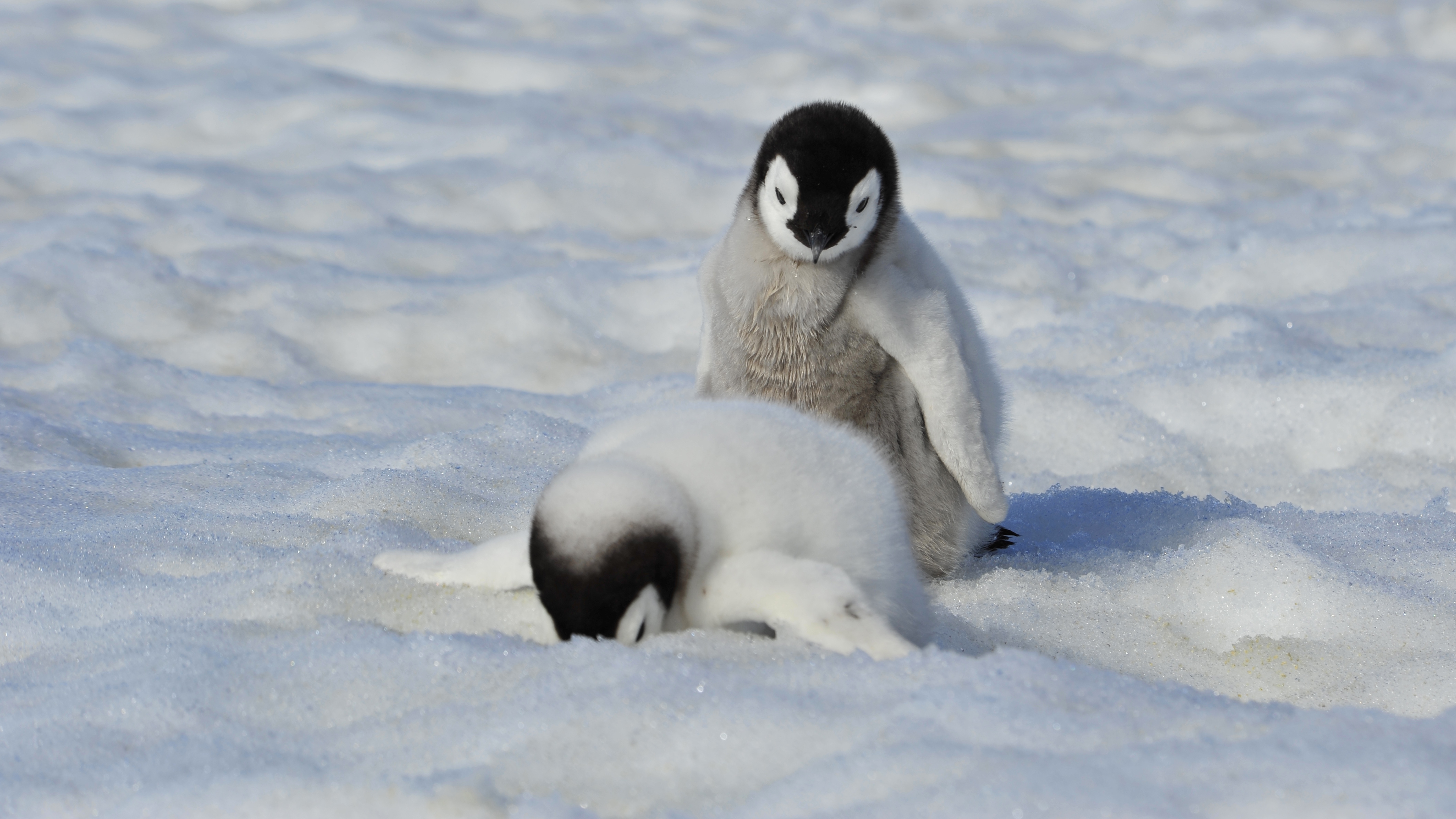 Die wichtigsten Linux-Befehle für Einsteiger | Computerwoche