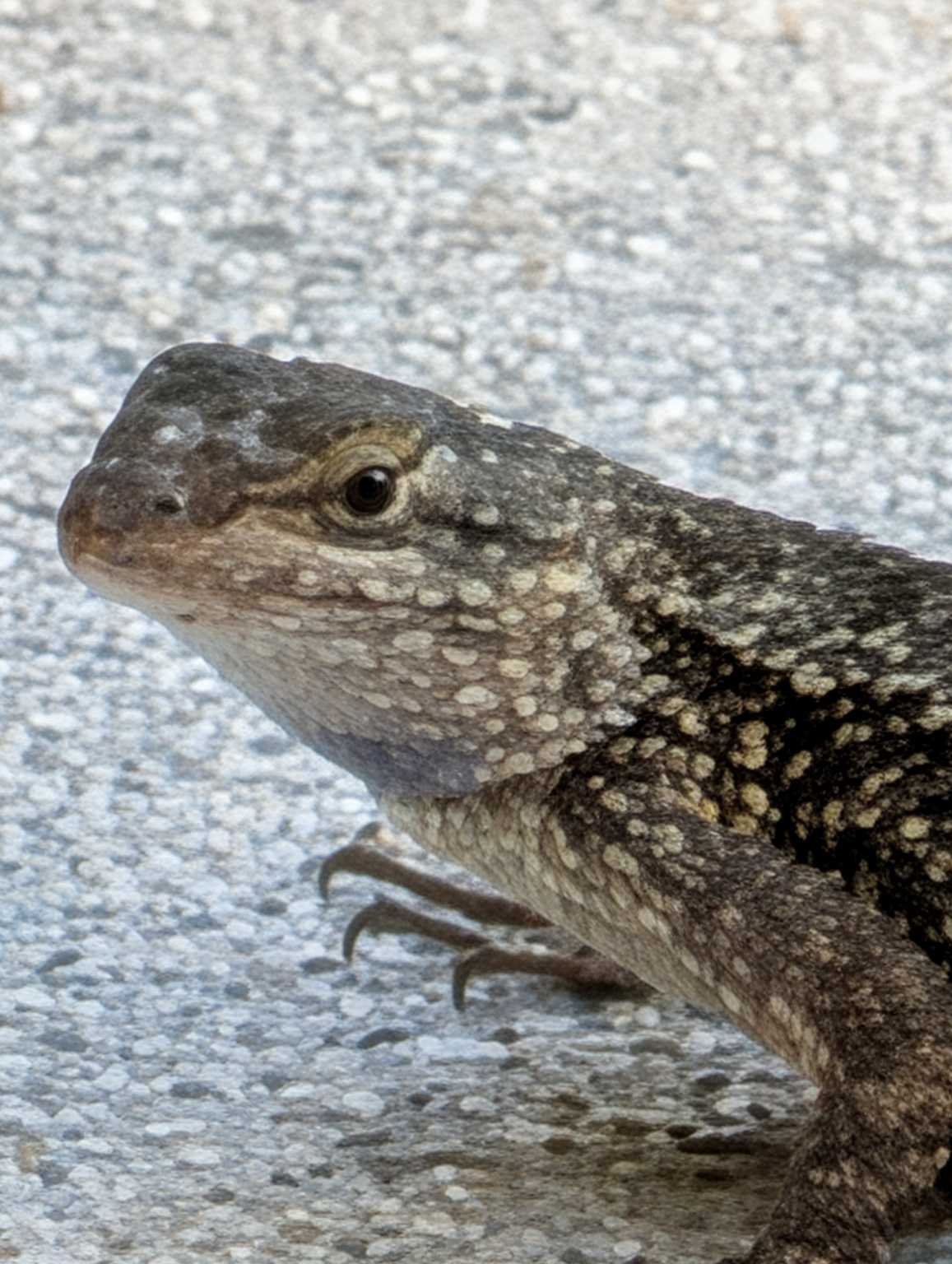 구글 픽셀 10 vs. 역대 픽셀 전체 비교…"순정 구글 경험으로 업그레이드해볼까" | ITWorld